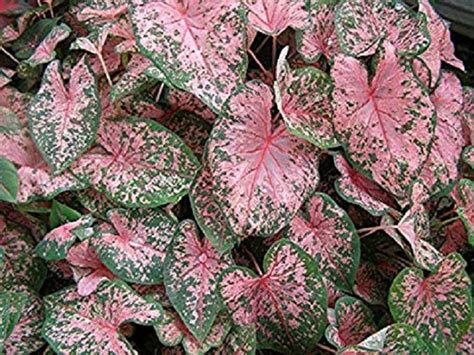 Caladium Pink Beauty – Plant Wholesale FlorAccess
