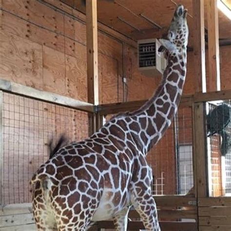 April The Giraffe Gives Birth