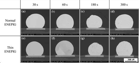 Cross Sectional Sem Micrographs Of Sac305enepig Plated Cu Joints