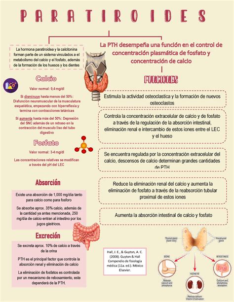 Paratiroides Fisiología UAEM Studocu