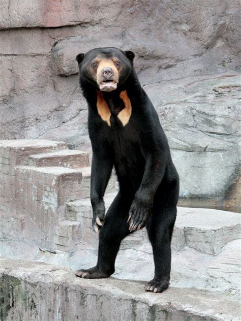 画像ありマレー熊のなんとも言えない怖さは異常wwwwwwwwww 暇人 o 速報 Malayan sun bear