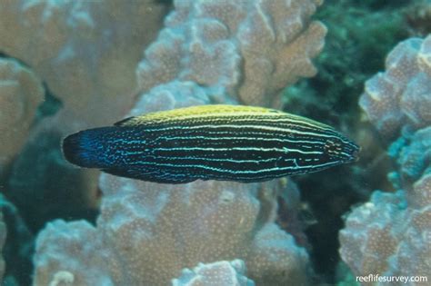 Labropsis Xanthonota Yellowback Tubelip Reef Life Survey