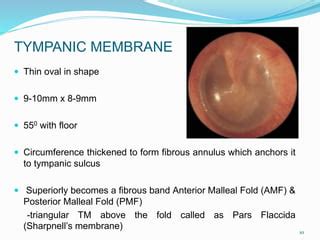 Anatomy Of Middle Ear And Its Radiological Correlation Pptx