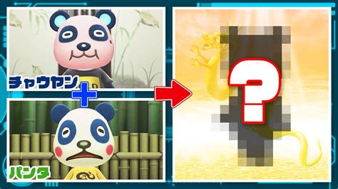 あつ森もしもチャウヤンとパンタが合体したらあつまれどうぶつの森 YouTube