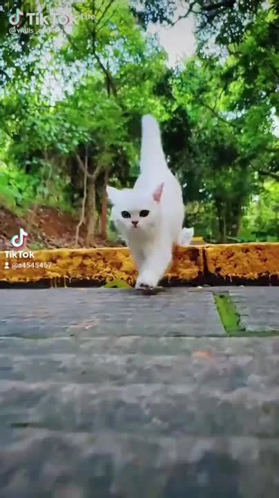 Video Ahmad Hussein Posted On Linkedin