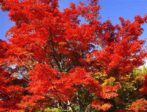 How To Grow A Red Maple Tree A Step By Step Guide