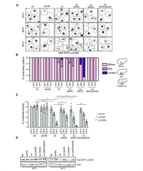 Reducing Ups Activity In Hsp70 Capacity Mutants Prevents Exhaustive
