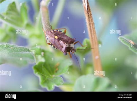 Plant Bug Miridae A Lone Leaf Bug Mirid Bug Plant Bug Or Grass