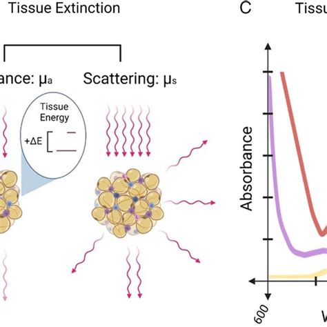 interactions between light and biological tissue a the tissue