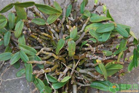 石斛怎么种植？ 农技学堂 惠农网