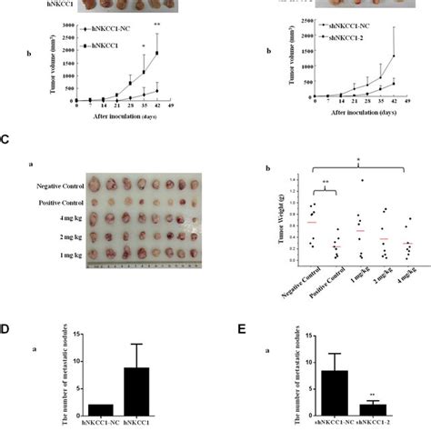 Effects Of Nkcc1 Overexpressionknockdown And Inhibitor Treatment On