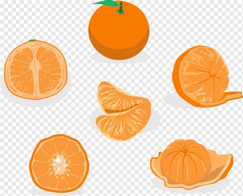 신선한 오렌지 귤 Png Pngwing