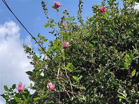 花 フリー 庭に咲いてた モクレン 木蓮モクレンの花言葉は自然への愛崇高持続性 木蓮は1月8日2月19日5月7日7月4