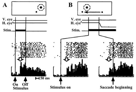 effect of an impending saccade on the neuronal activity of an lip