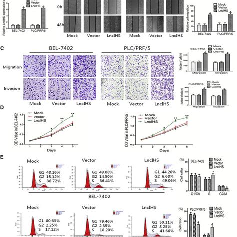 Overexpression Of Lncihs Promotes Hcc Cell Migration Invasion And