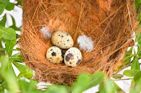 Premium Photo Bird Nest On Tree Branch With Three Eggs Inside Bird