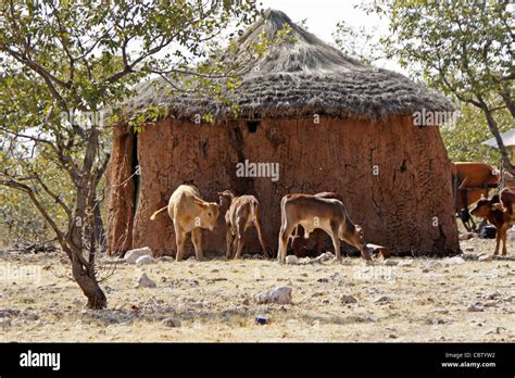 Calves Outside Thatched Mud Hut In Herero Village Damaraland Namibia