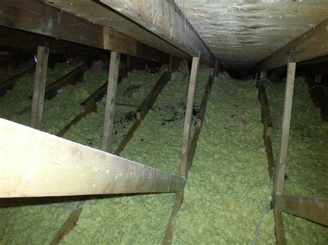 Why Do Raccoons Live In Attics Skedaddle Wildlife Control