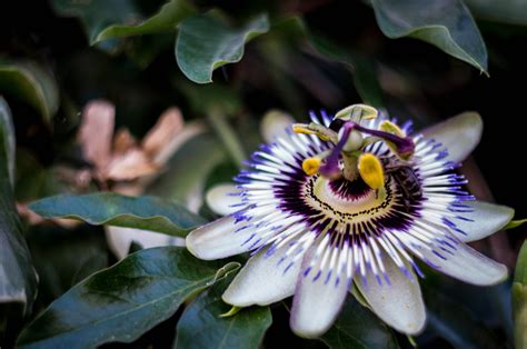 Passion Flower