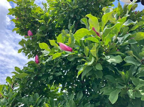 Episode 98 The Hydrangea Show Gardening Simplified On Air