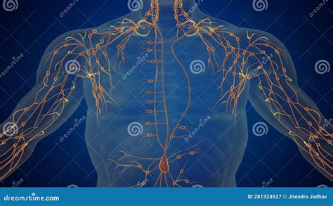 Human Lymphatic System 3d Illustration Stock Illustration Illustration Of Vital Nodes 281324927