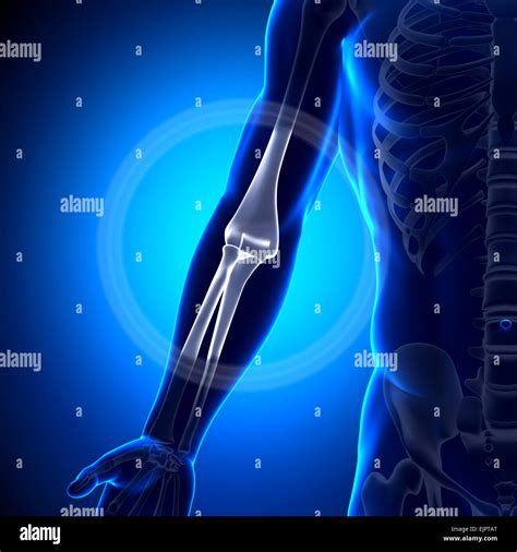 Ellenbogen Anatomie Fotos Und Bildmaterial In Hoher Auflösung Alamy