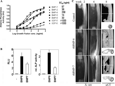 Differential Potency Of BMP And BMP Is Determined By Their Download Scientific Diagram