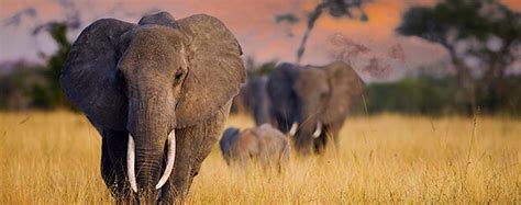 Quando Andare in Tanzania Clima e Periodo 2025 archètravel