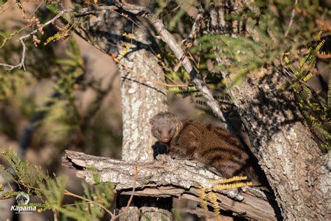 Dwarf Mongoose Kapama Blog