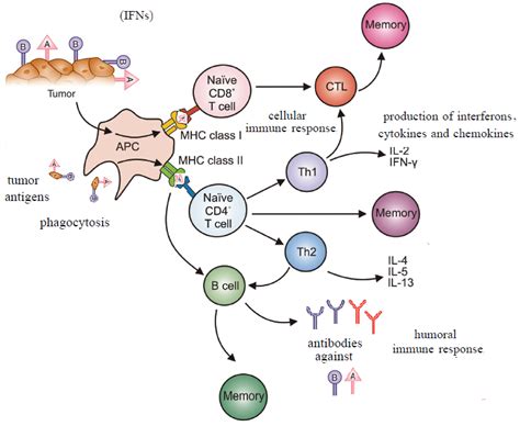 Principles Of Cancer Immunobiology And Immunotherapy Of Solid Tumors