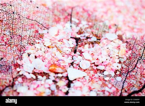 Tiny Pink Shells And Piece Of Coral Pink Sand Beach On Barbuda Island In Caribbean Made Of Tiny