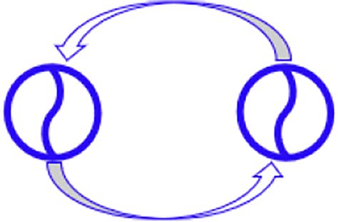 Topological Structure Of Dual‐coupled Cpg Download Scientific Diagram