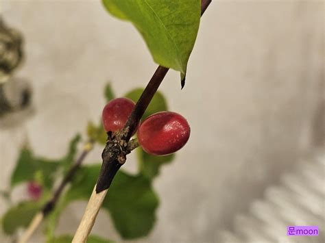 커피나무 커피나무의 꽃과 커피체리