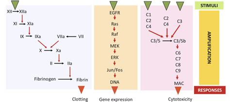 Examples Of Amplification Cascades In Biological Systems Plasma Download Scientific Diagram