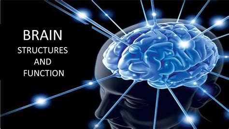 SOLUTION: Brain structures and functions - Studypool