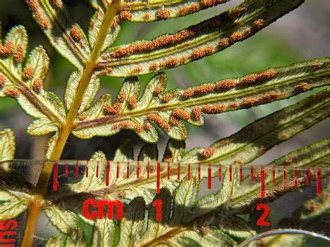 Pteridium Esculentum Ferns And Lycophytes Of The World