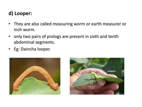 Types Of Insect Larvae Pptx Geology Science
