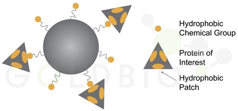An Overview Of Hydrophobic Interaction Chromatography Goldbio
