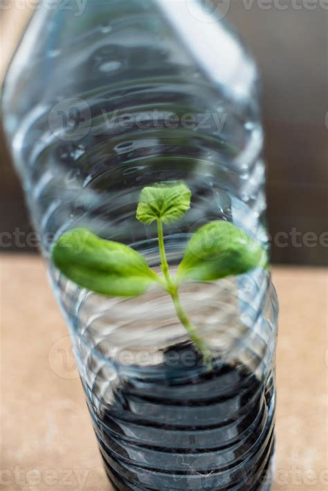 Seedling In A Plastic Bottle Reuse Of Materials Light Heat