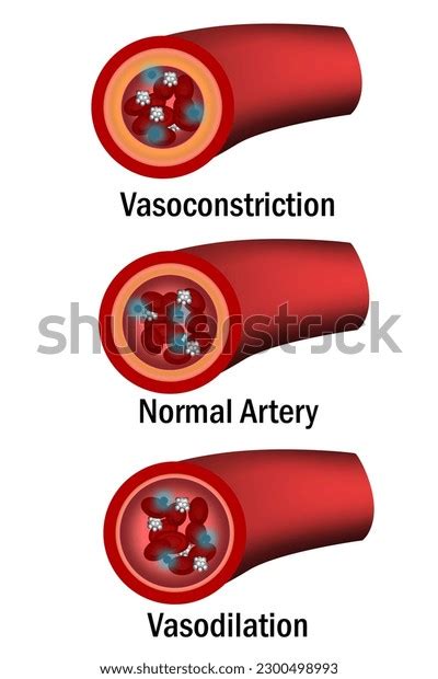 Vasoconstriction And Vasodilation Vasoconstriction Vasodilation Igcse