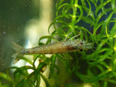 Aztec Grass How To Plant And Care For Aztec Lilly Gardendi