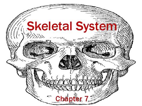 Skeletal System Chapter 7 Skeletal Organization 80 Bones