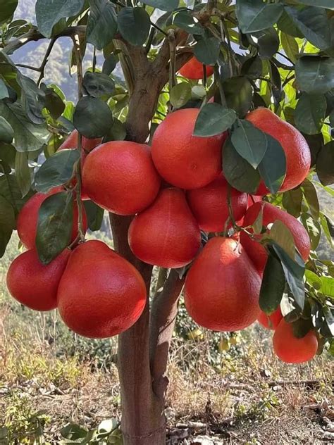 Pin By Recep Özer On Sebzeler Ve Meyveler Fruits And Vegetables