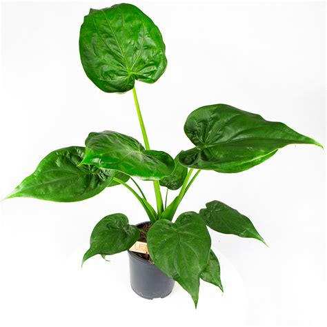 Алоказия клобучковая Alocasia cucullata 70/19 — комнатное растение ...