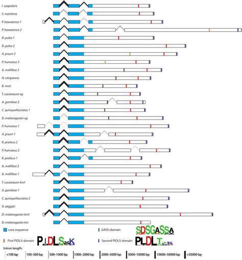 The Intronexon Structure Of The 28 Sequences Used In The Analysis The