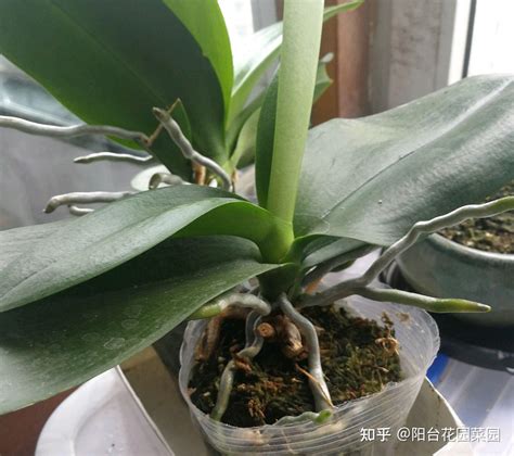7种花有了气生根剪下来就活不用费劲扦插了 知乎