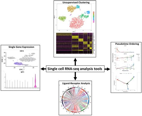Single Cell Transcriptomics And Solid Organ Transplantation Abstract