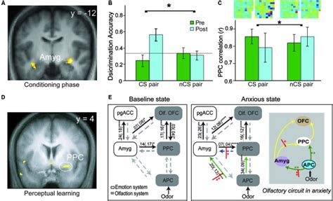 Olfactory Aversive Learning And Neural Circuitry Adaptation In Humans Download Scientific