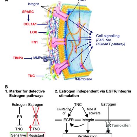 Function Of The Ecm Genes A Interaction Of The Six Ecm Genes Red Download Scientific