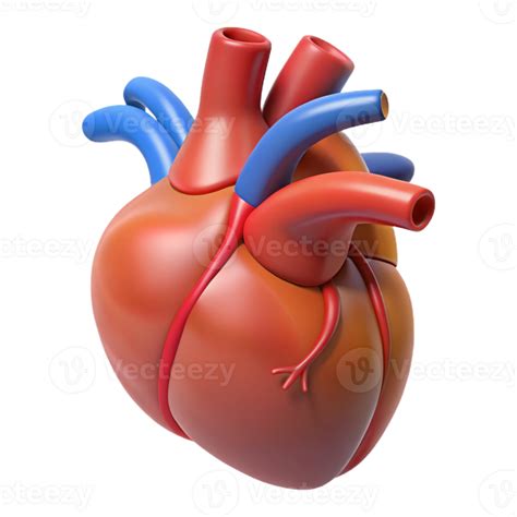 Stylized Human Heart Anatomy 55551911 Png